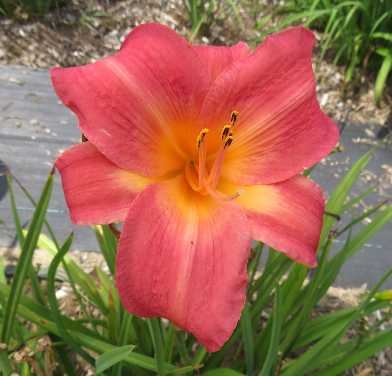 'Cherry Cheeks' (Peck, 1968) – Seize the Daylilies