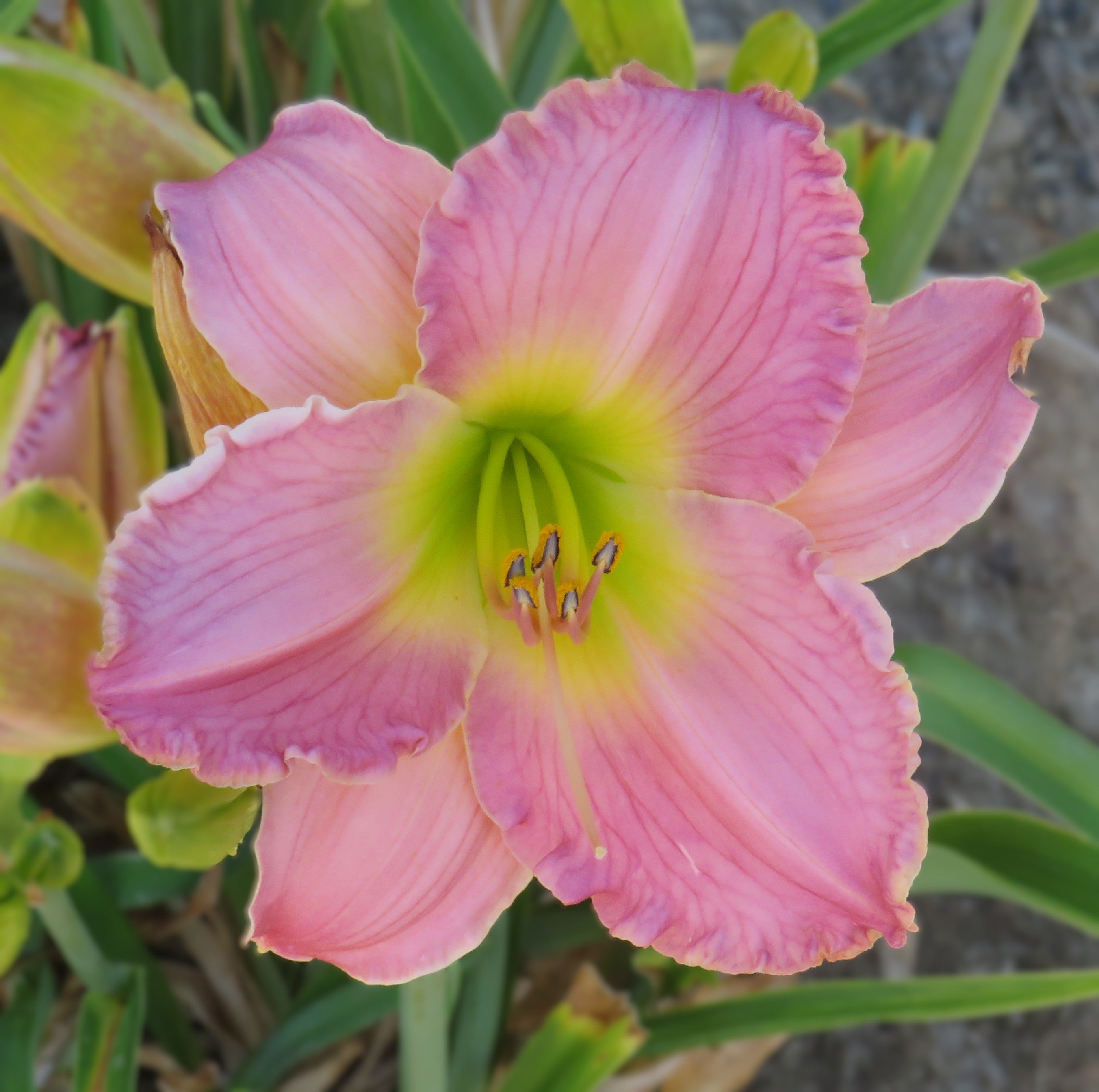 'Absolute Treasure' (Stamile, 1997) – Seize the Daylilies