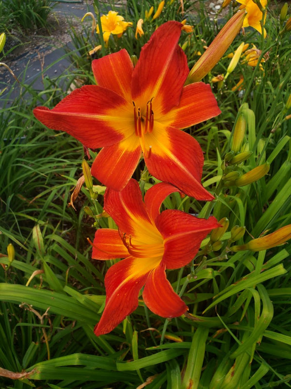 'August Flame' (Woods, 1967) – Seize the Daylilies