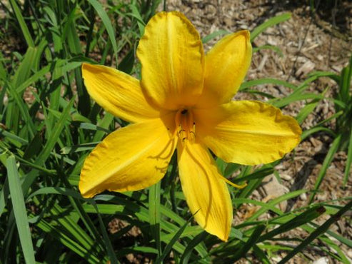 'Cartwheels' (Fay-Russell, 1956) – Seize the Daylilies