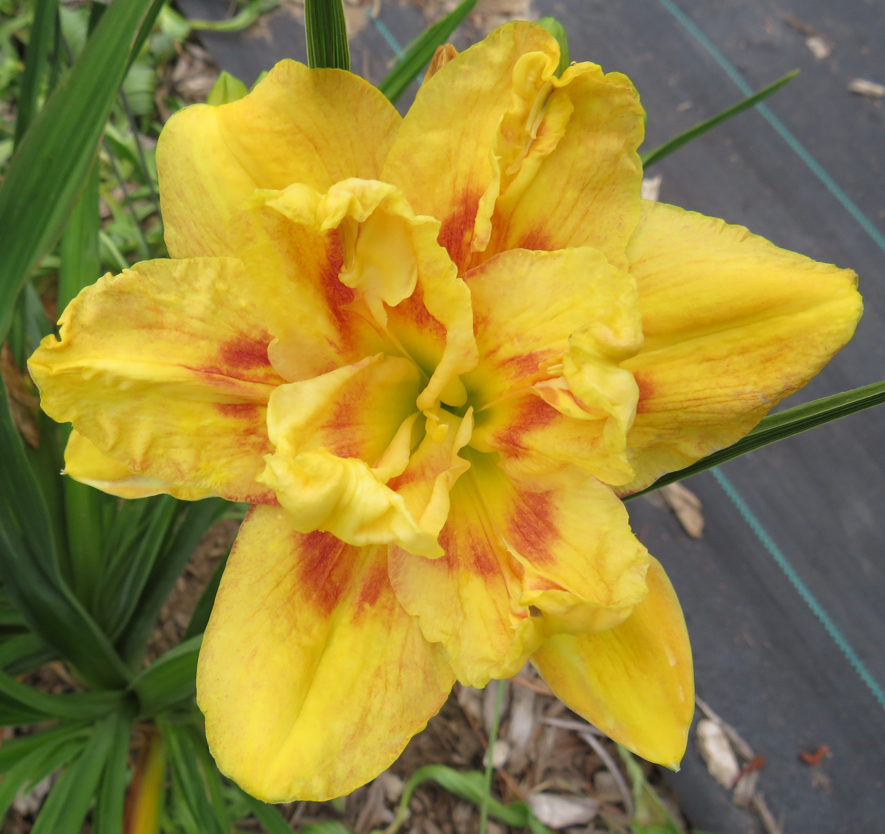 'Chestnut Eyes' (Kropf, 1997) – Seize the Daylilies