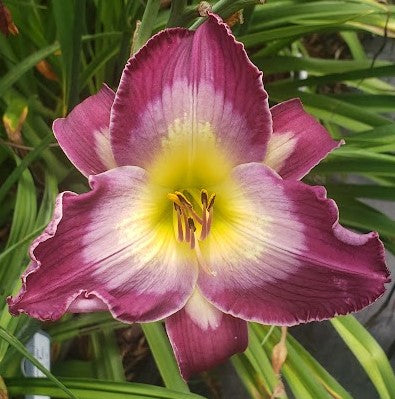'Chinese Scribe' (Munson-R.W., 1991) – Seize the Daylilies