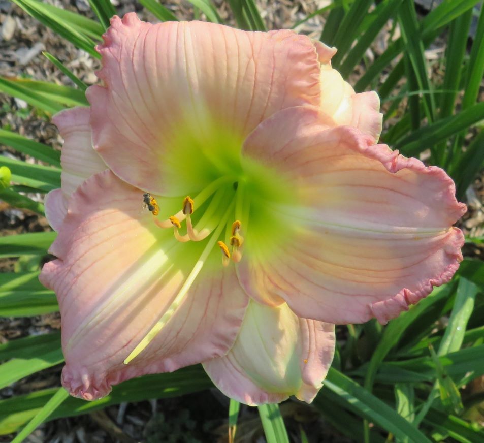 'Cindy Marie' (Durio, 1977) – Seize the Daylilies