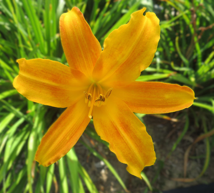 'Cinnabar' (Stout, 1930) – Seize the Daylilies