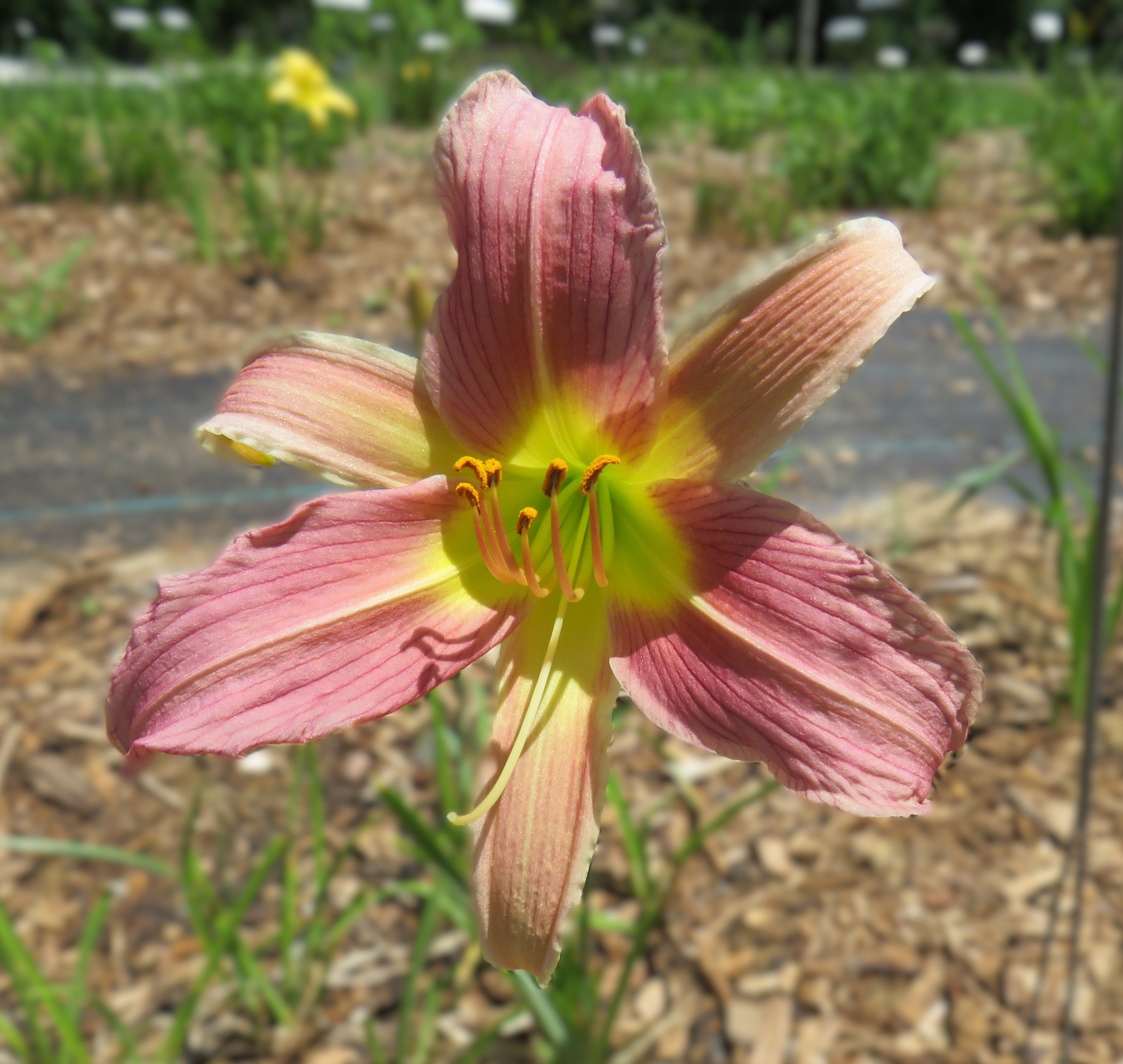'Constant Comment' (Kennedy, 1963) – Seize the Daylilies
