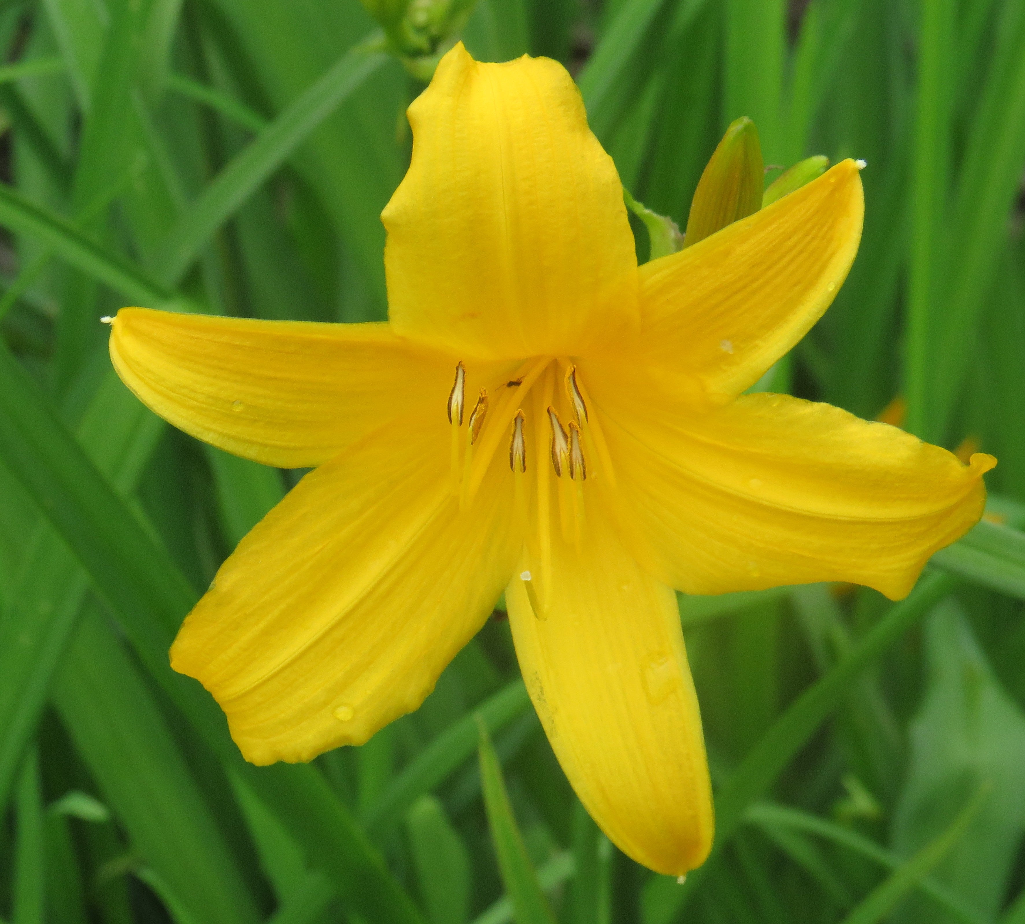 'Earlianna' (Betscher, 1938) – Seize the Daylilies