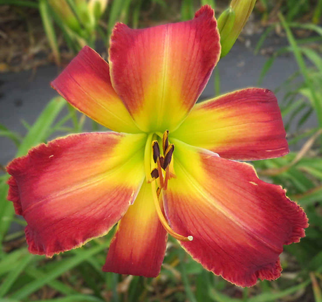 'Heavenly Hidden Treasures' (Gossard, 2005) – Seize the Daylilies