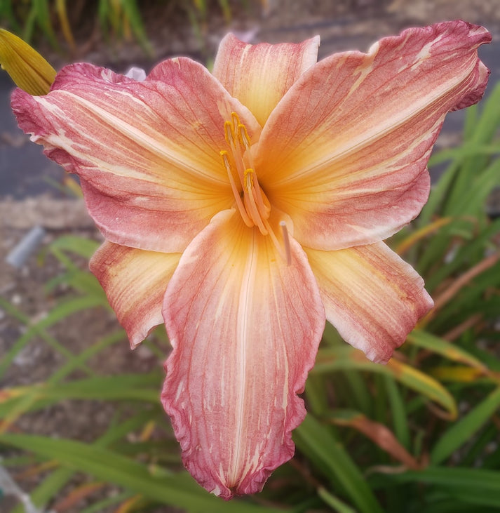 'Pink Stripes' (Derrow, 2006) – Seize the Daylilies