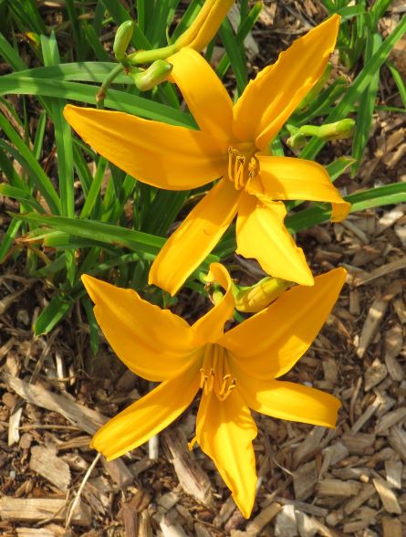 'Thomas Edison' (Brown-Taylor, 1961) – Seize the Daylilies