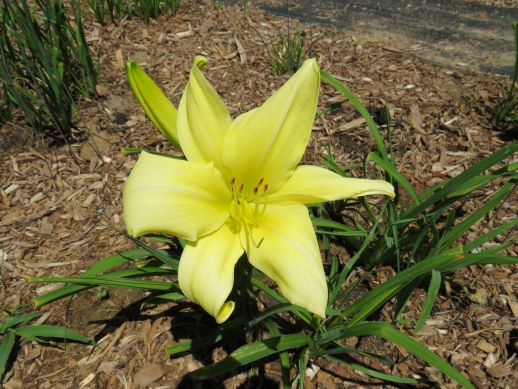 'Towhead' (Hall-D.F., 1955) – Seize the Daylilies