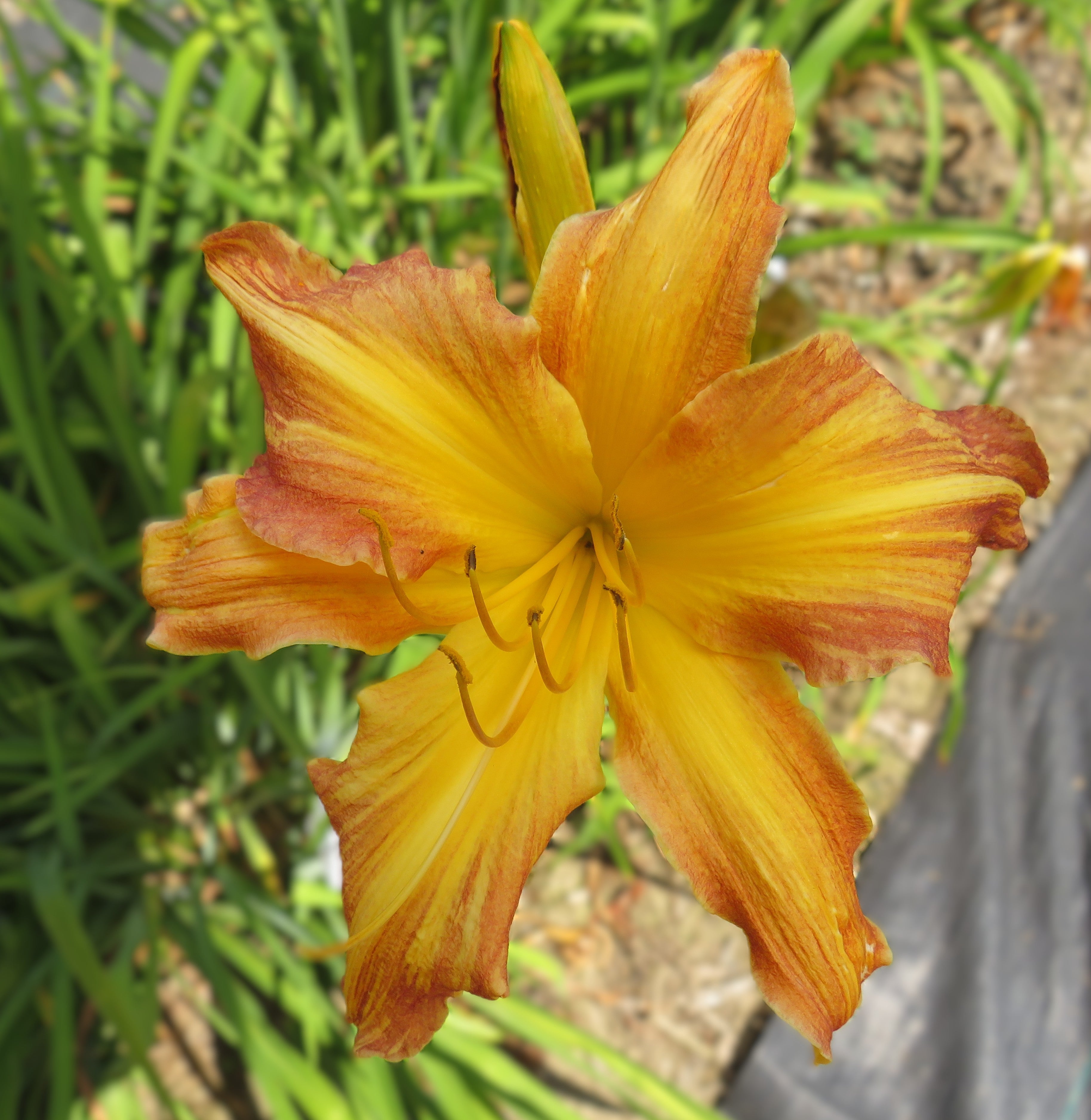 'Weird Appeared Again' (Marlatt-J., 2022) – Seize the Daylilies