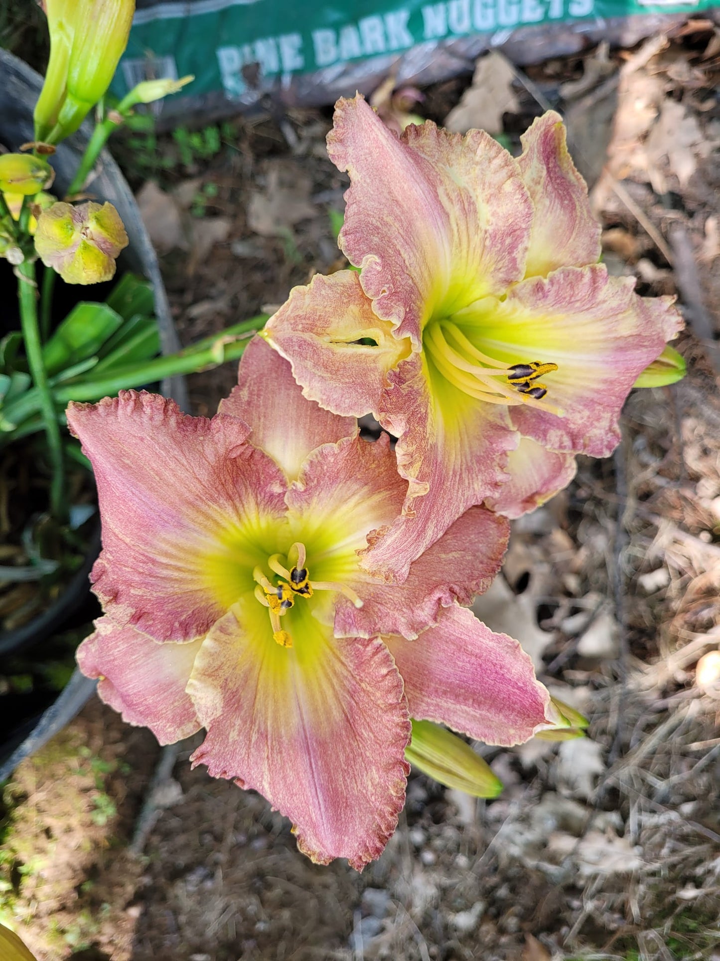 'Whithersoever' (Veurink-S., 2020) – Seize the Daylilies