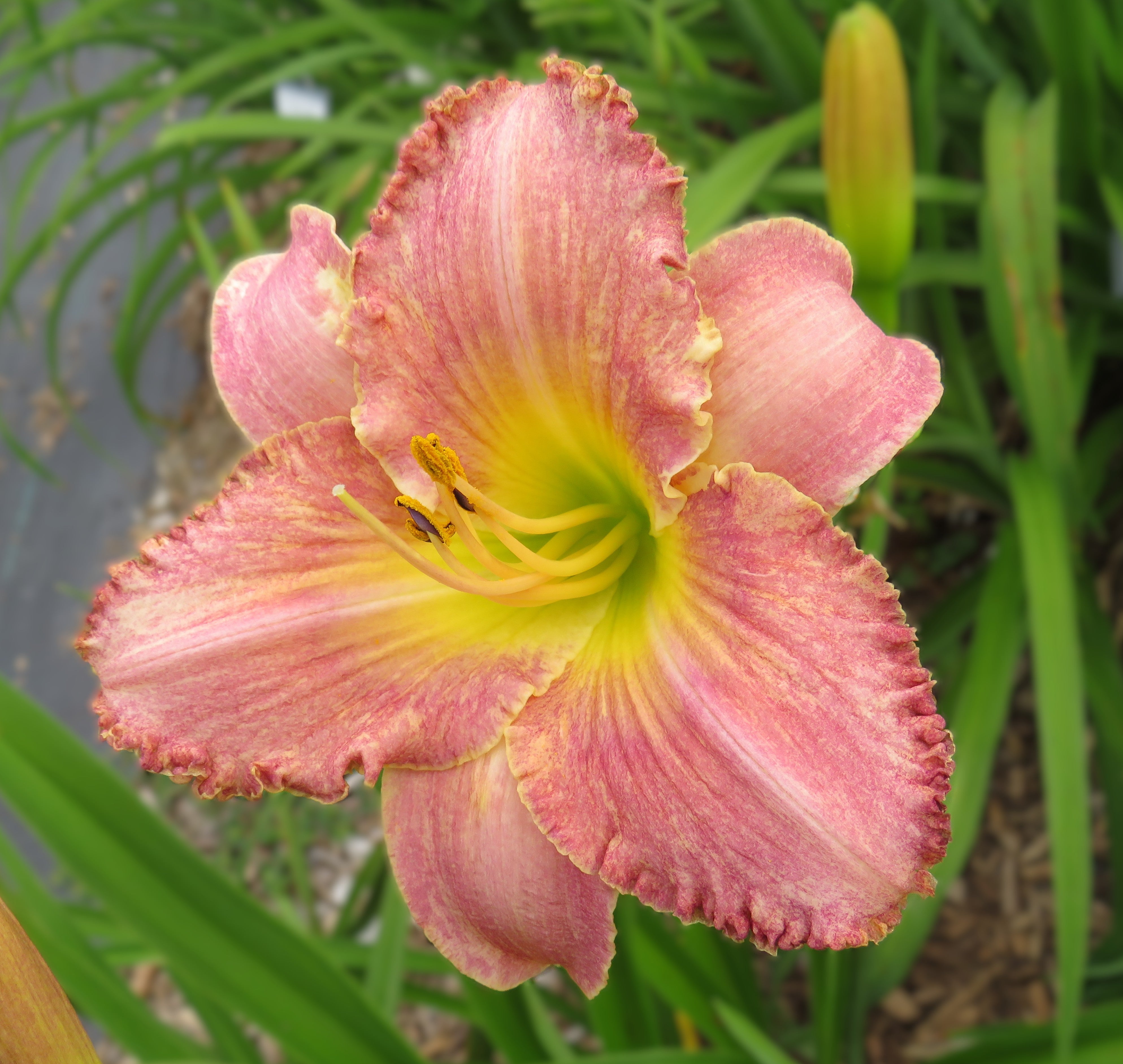 'Whithersoever' (Veurink-S., 2020) – Seize the Daylilies
